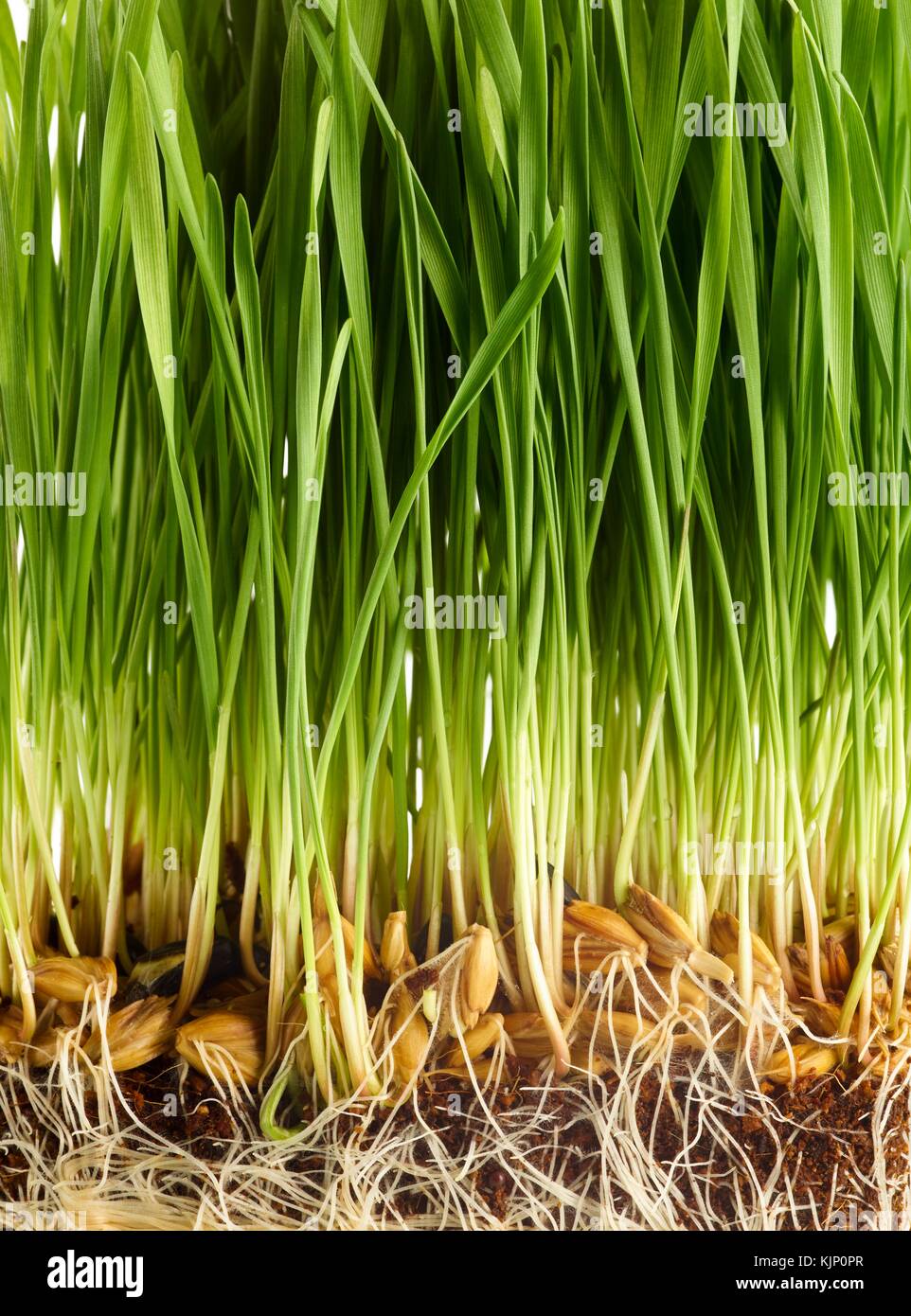 Sprouting wheatgrass against a white background Stock Photo - Alamy