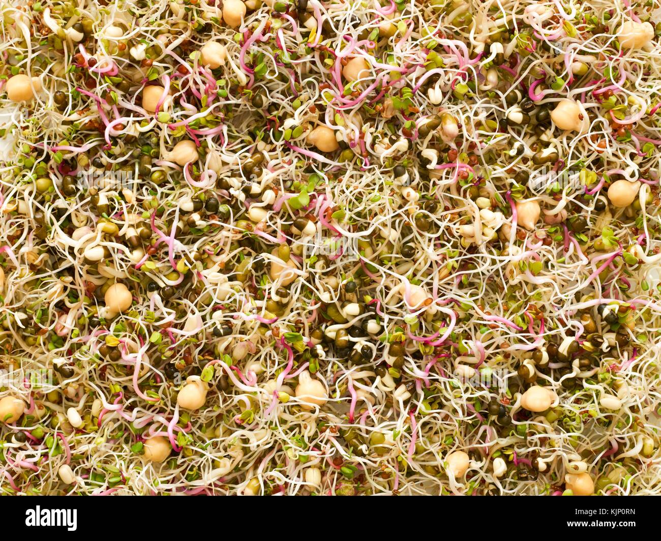 Beans sprouting hi-res stock photography and images - Alamy