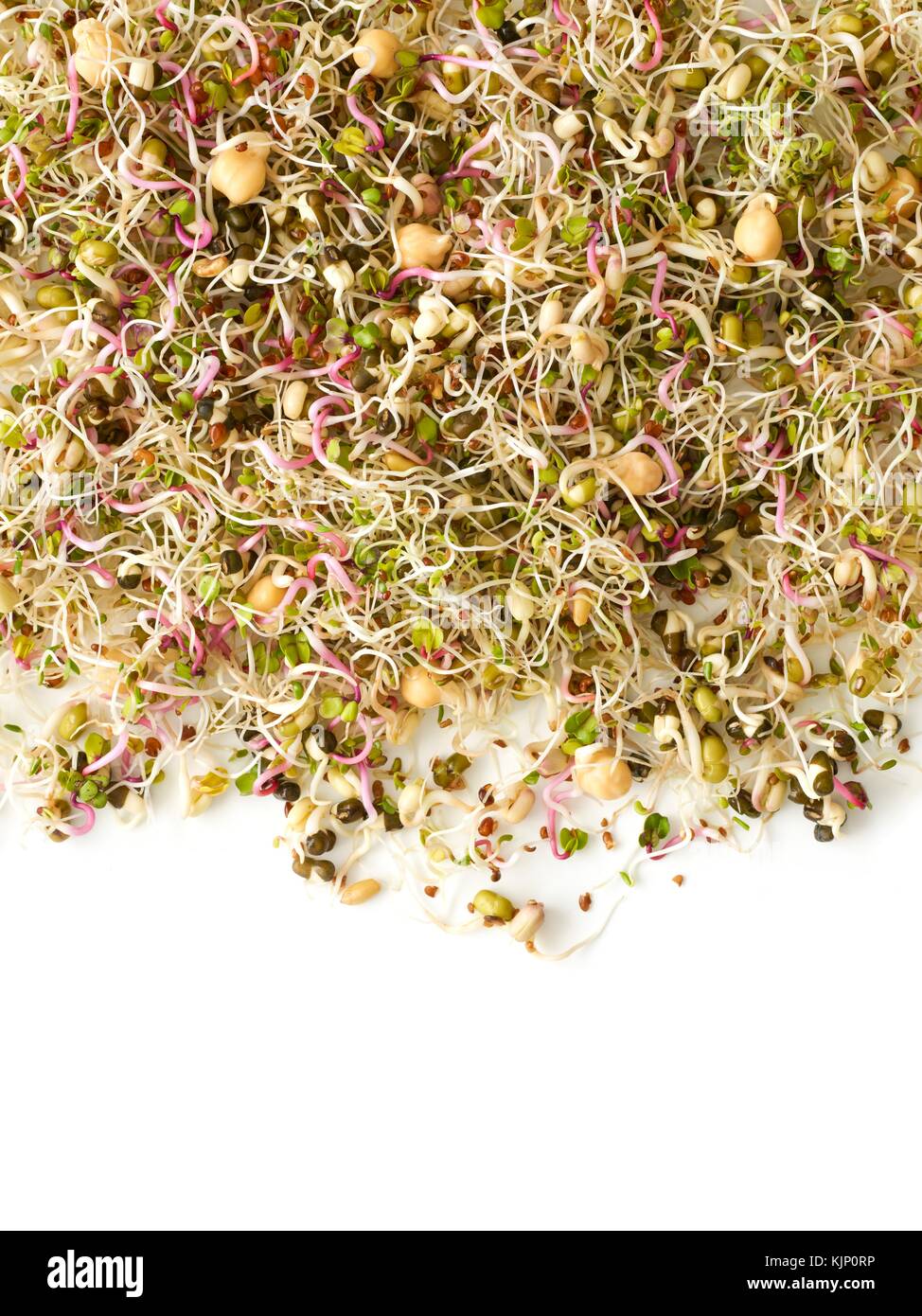 Sprouting beans on white background Stock Photo - Alamy