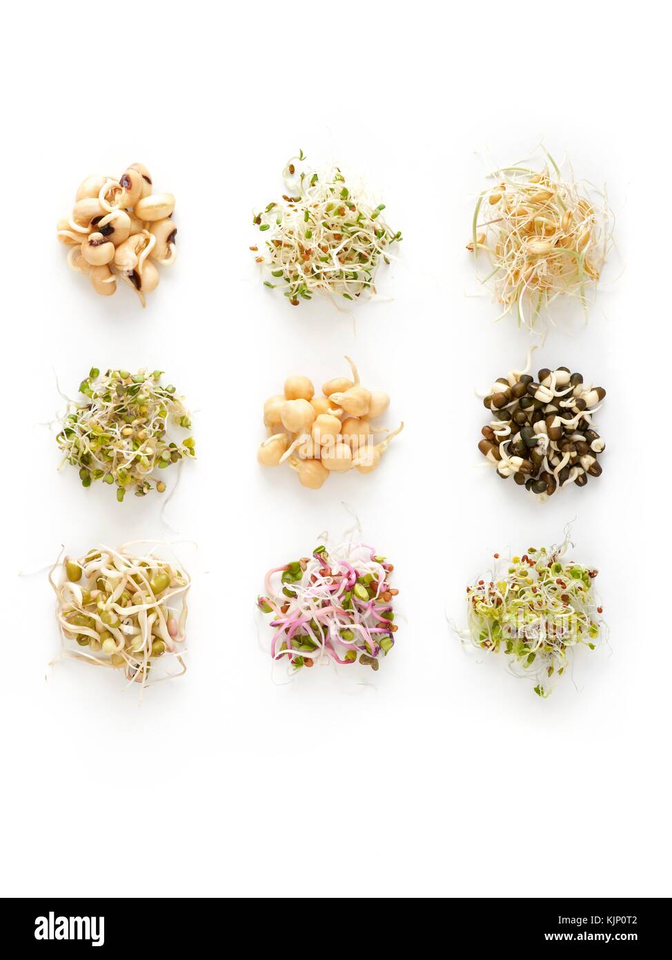 Sprouting beans on white background Stock Photo - Alamy