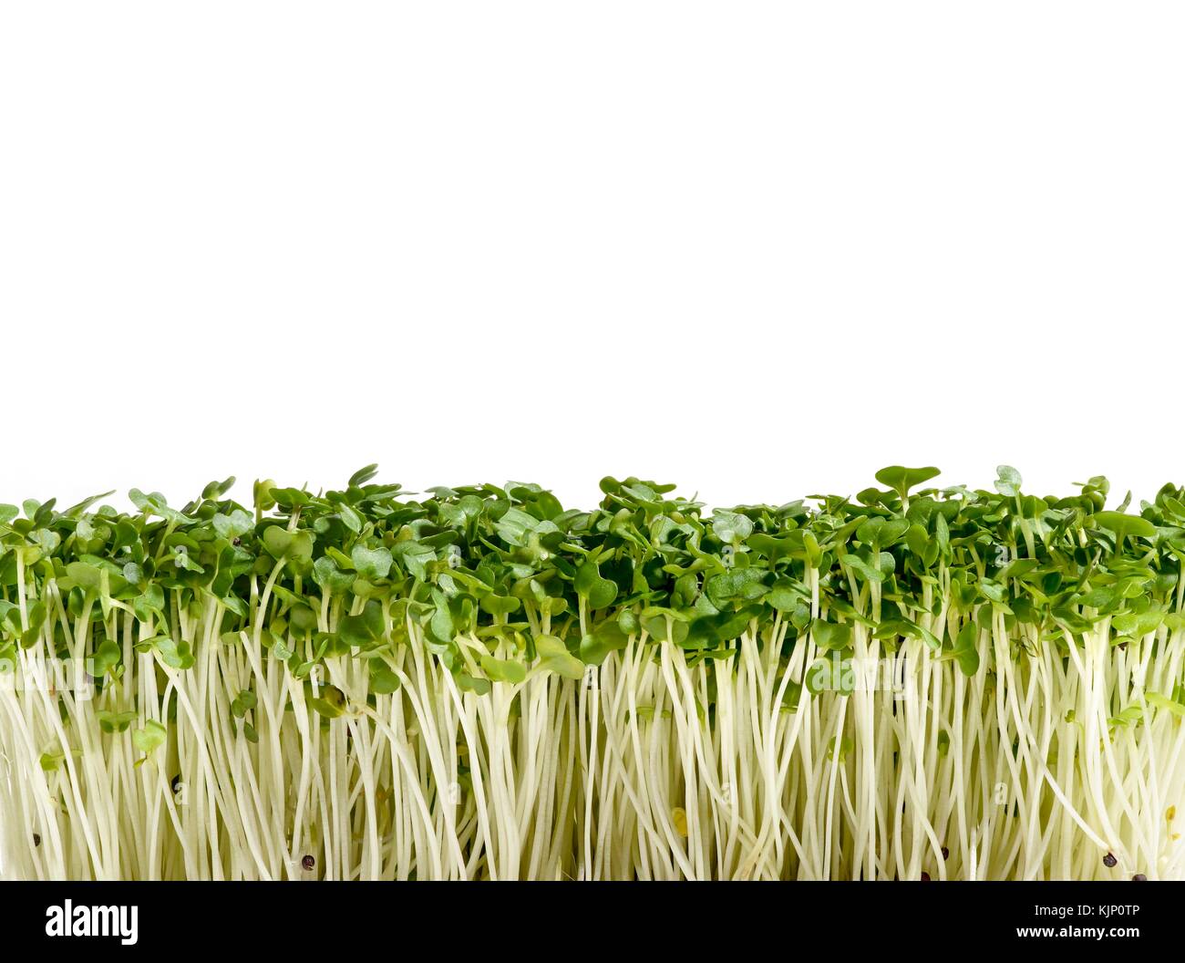 Sprouting cress hi-res stock photography and images - Alamy