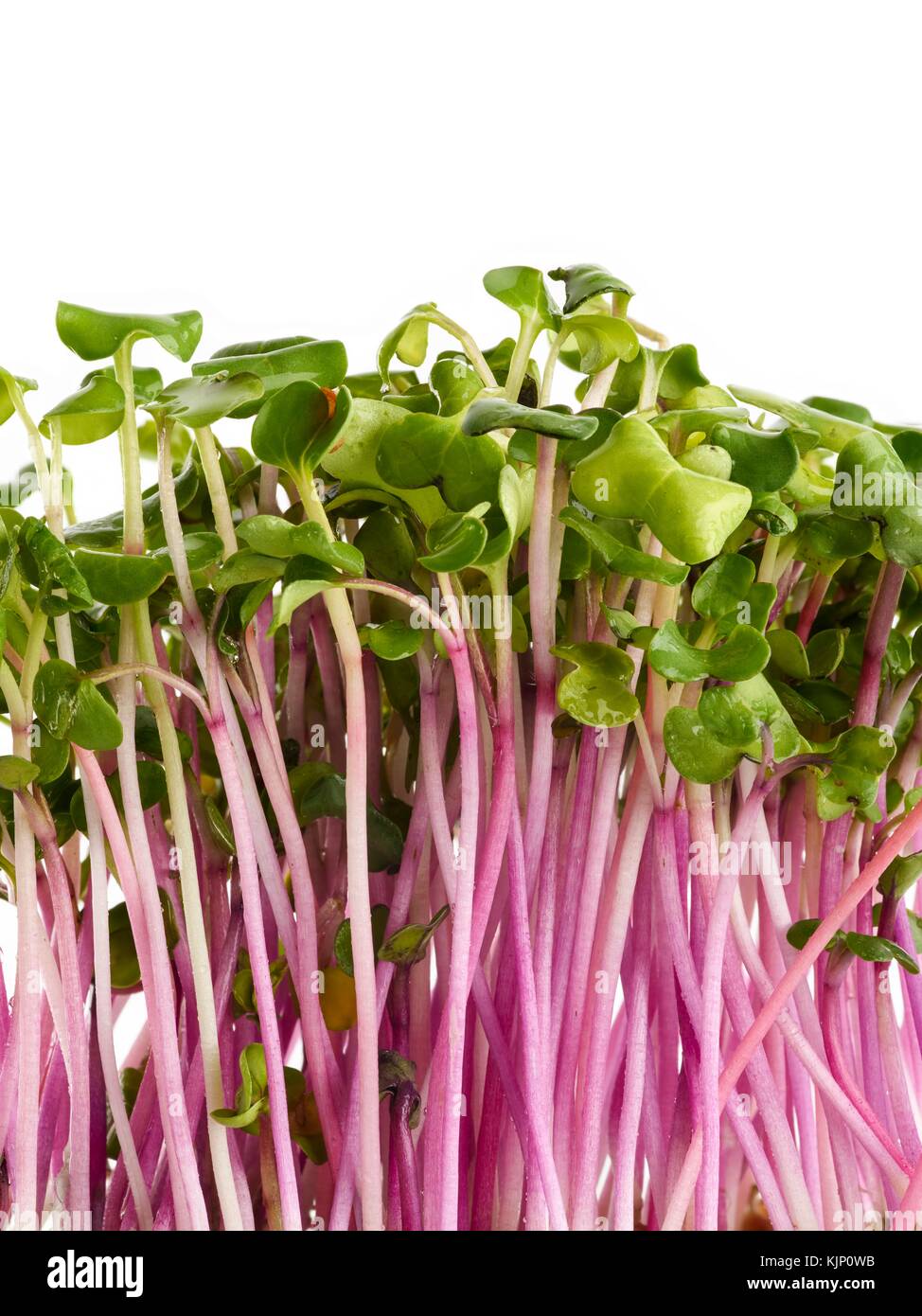 Sprouting chilli cress, side view Stock Photo - Alamy