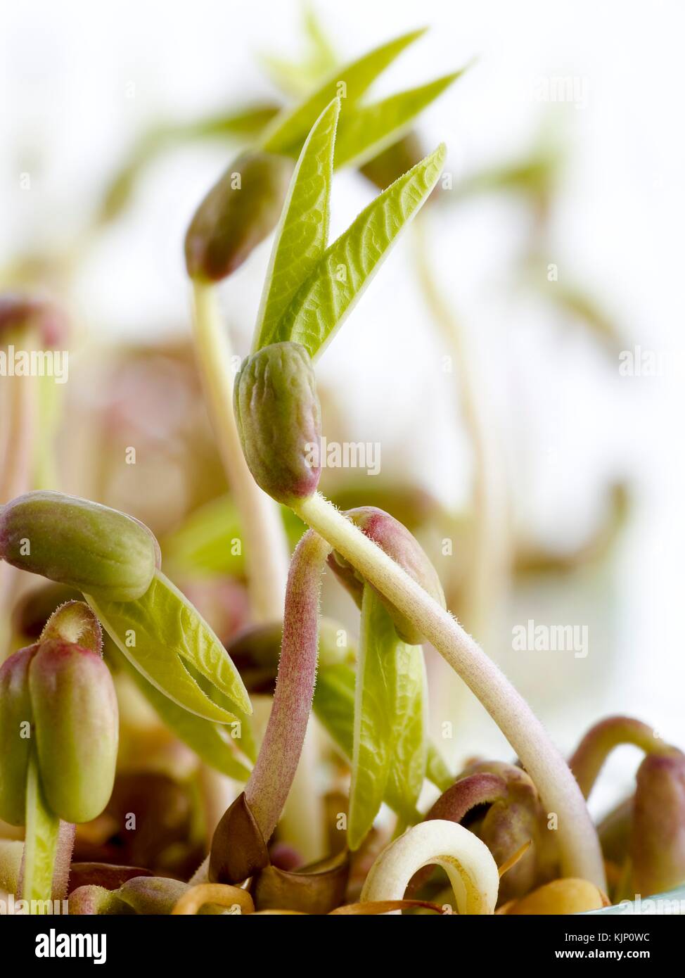Bean Sprout Plant