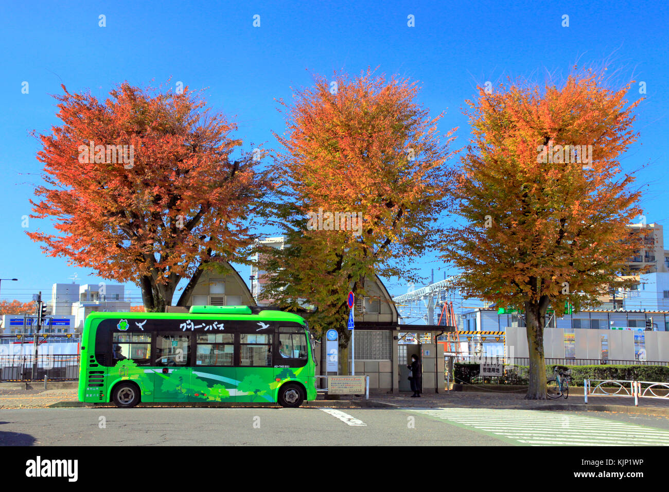 Shimura ken tree hi-res stock photography and images - Alamy