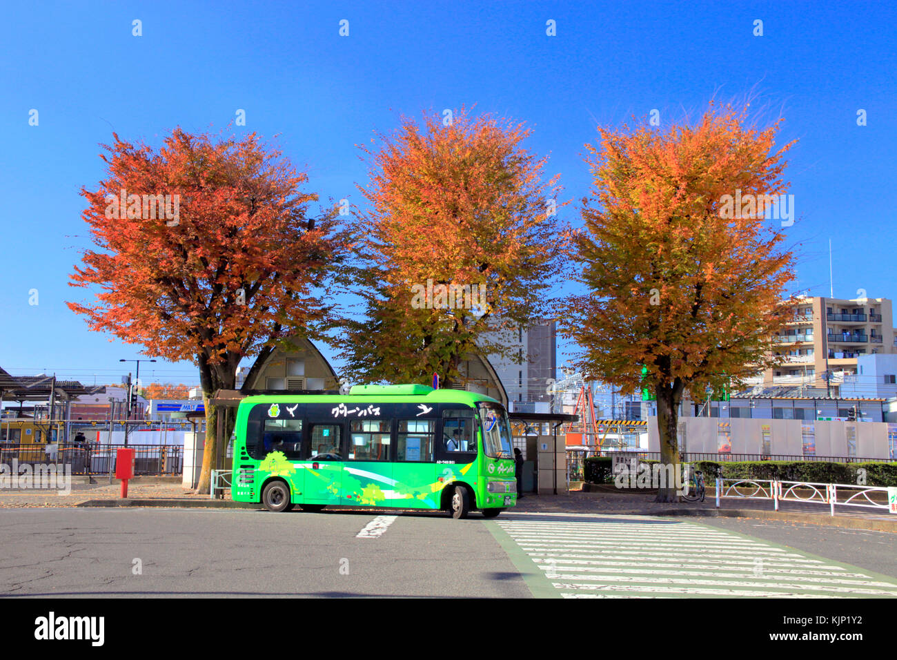 Shimura ken tree hi-res stock photography and images - Alamy