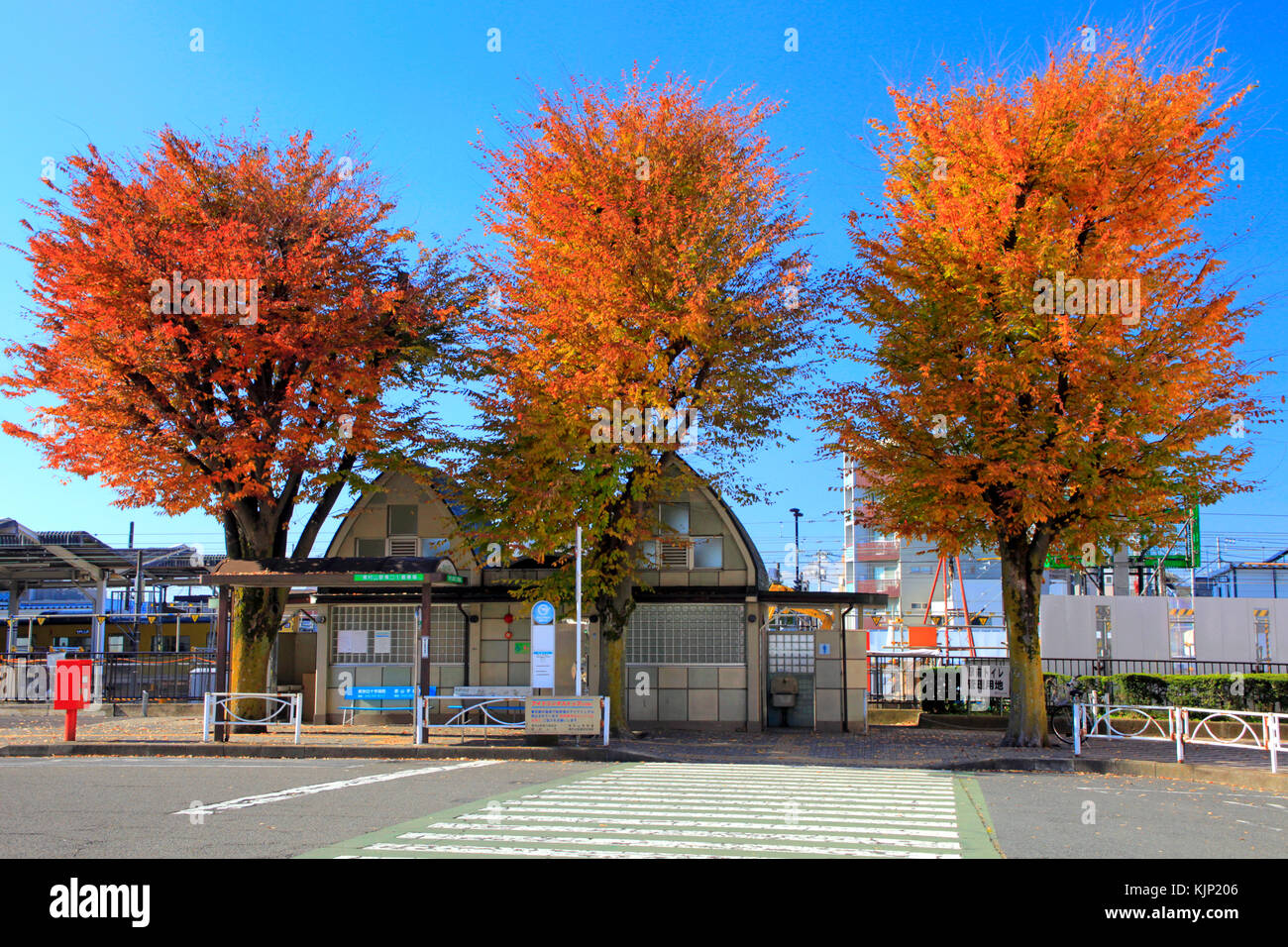 Shimura ken tree hi-res stock photography and images - Alamy