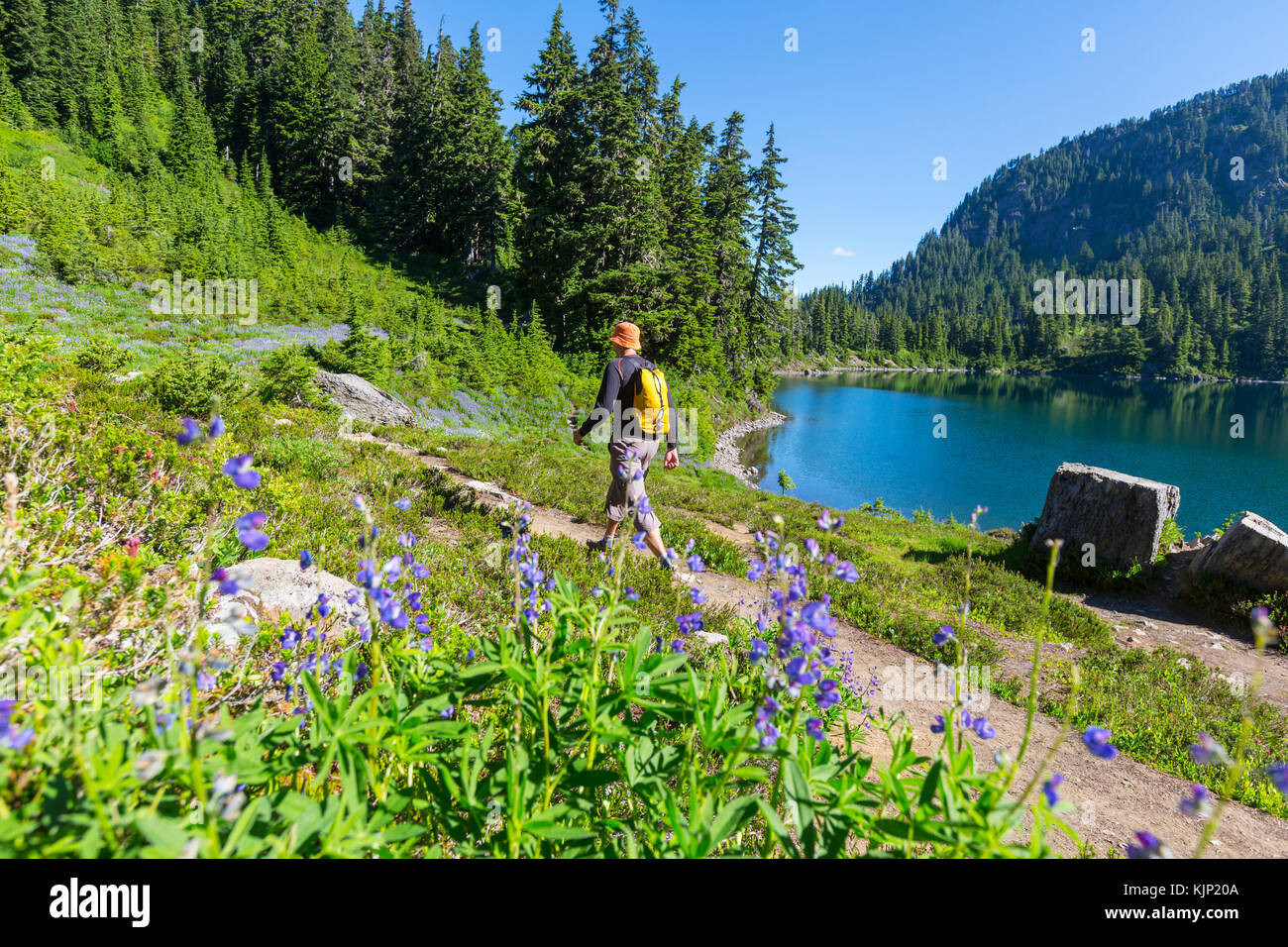 Backpacker in the summer mountains Stock Photo - Alamy