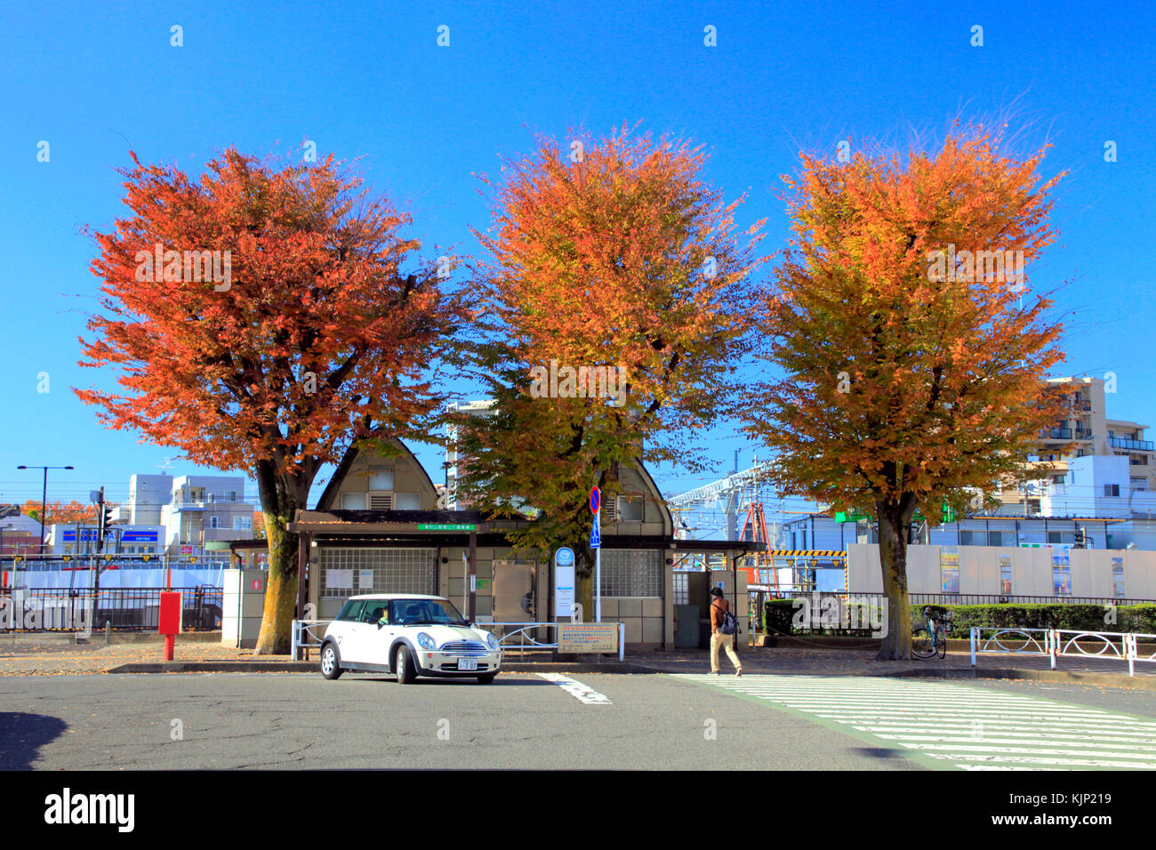 Shimura ken tree hi-res stock photography and images - Alamy