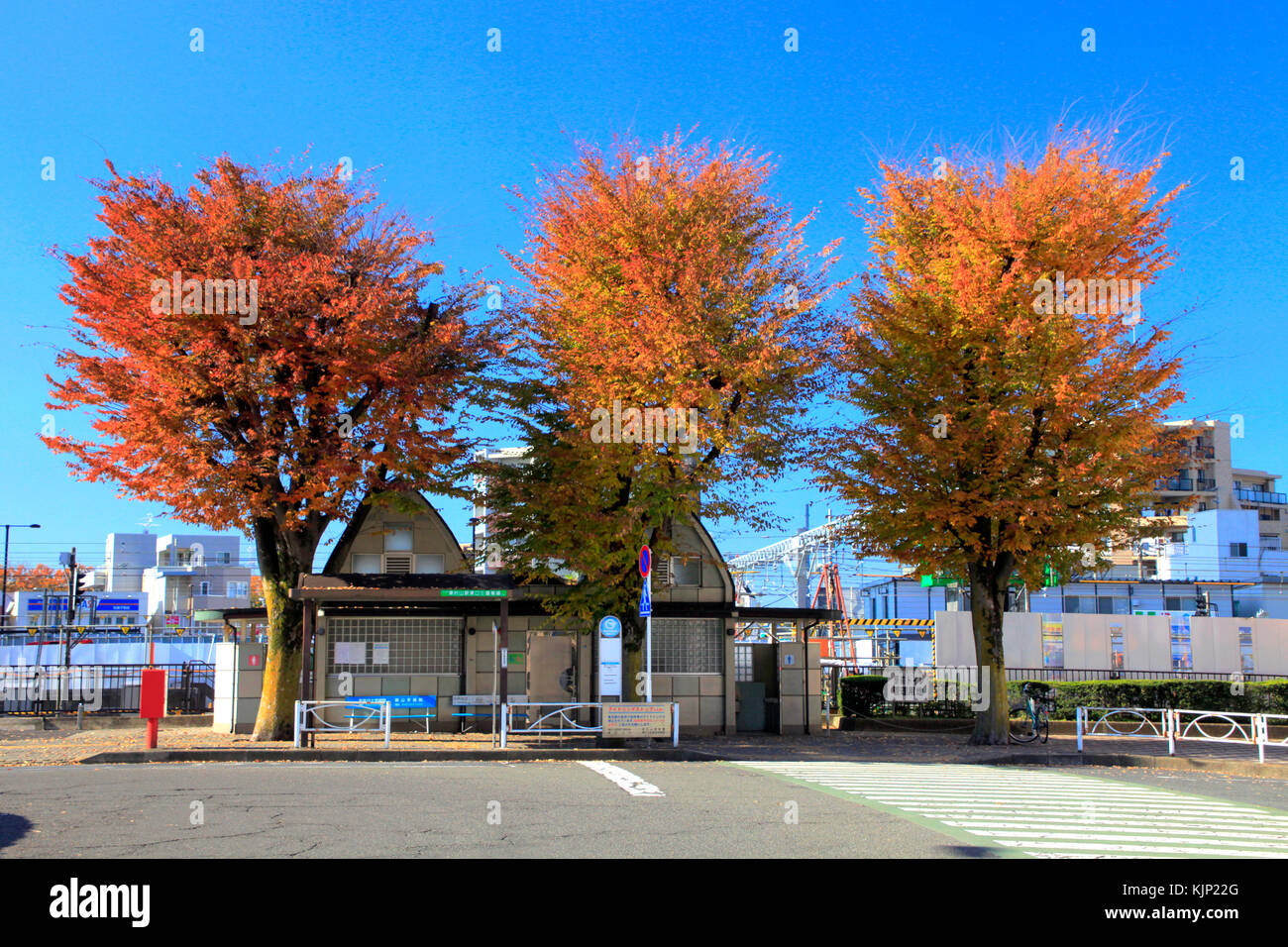 Shimura Ken Tree in Front of Higashimurayama Railway Station in ...