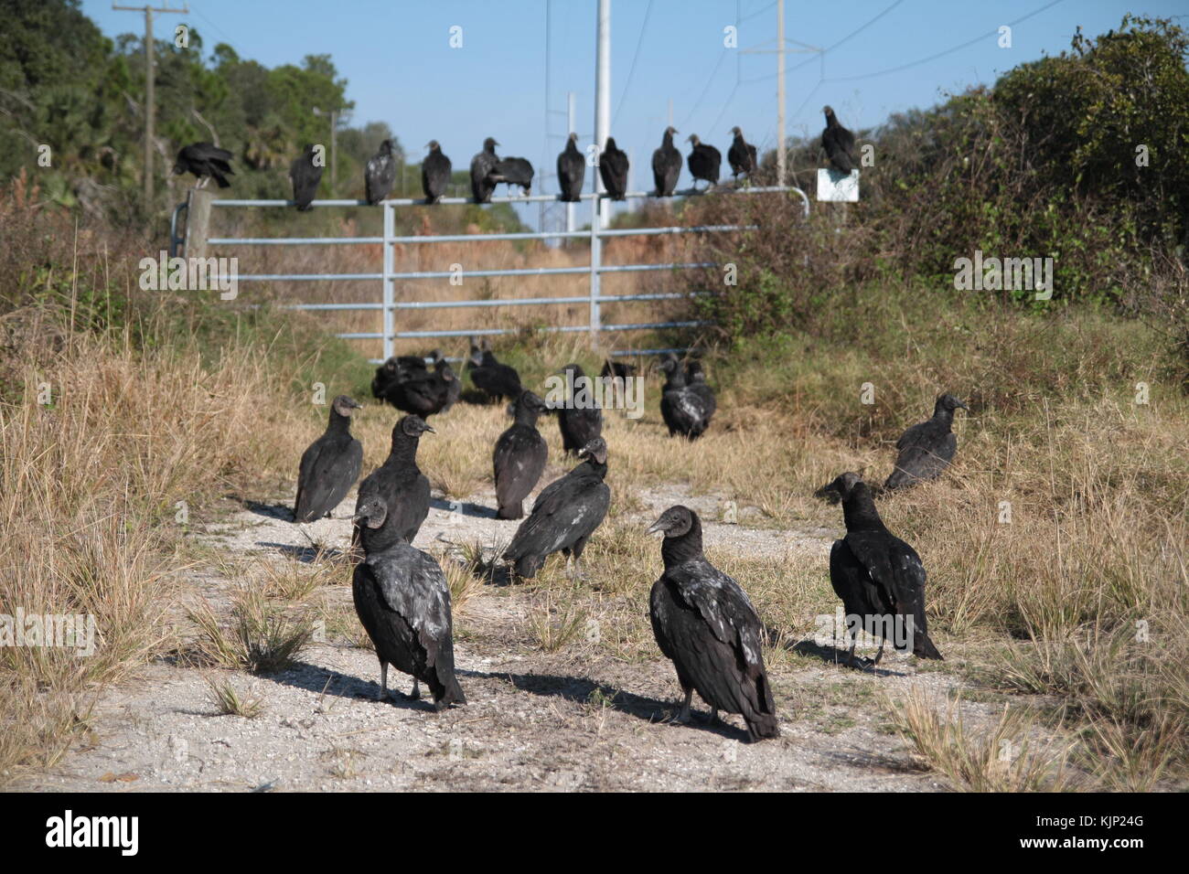 Vultures flock hi-res stock photography and images - Alamy