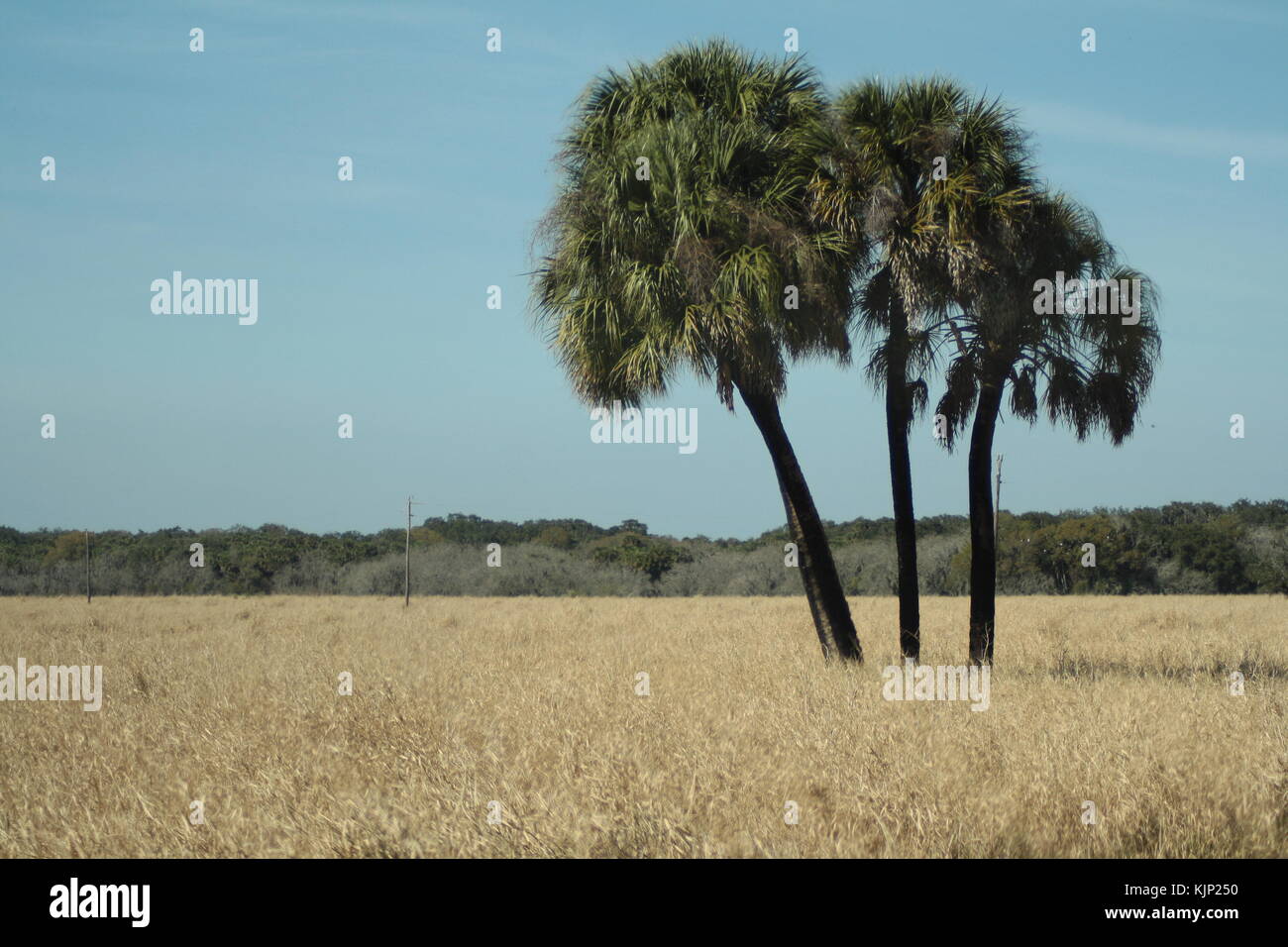 Palm trees in yellow field landscape, background, wallpaper. With ...