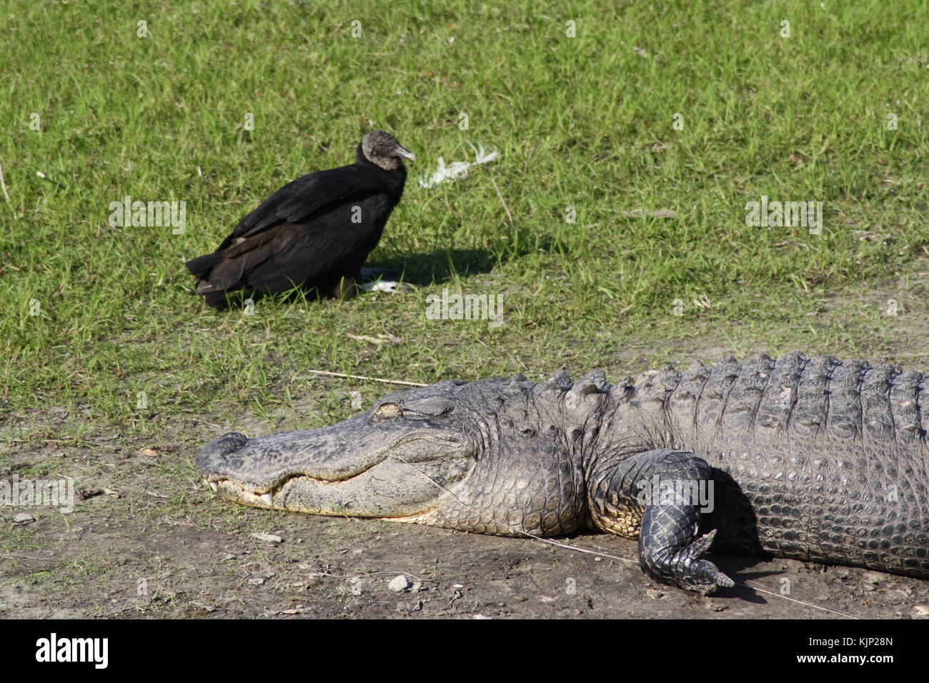 Symbiosis crocodile hi-res stock photography and images - Alamy