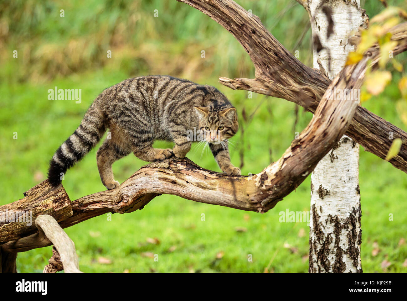 A Scottish Wildcat or Highlands Tiger Stock Photo - Alamy