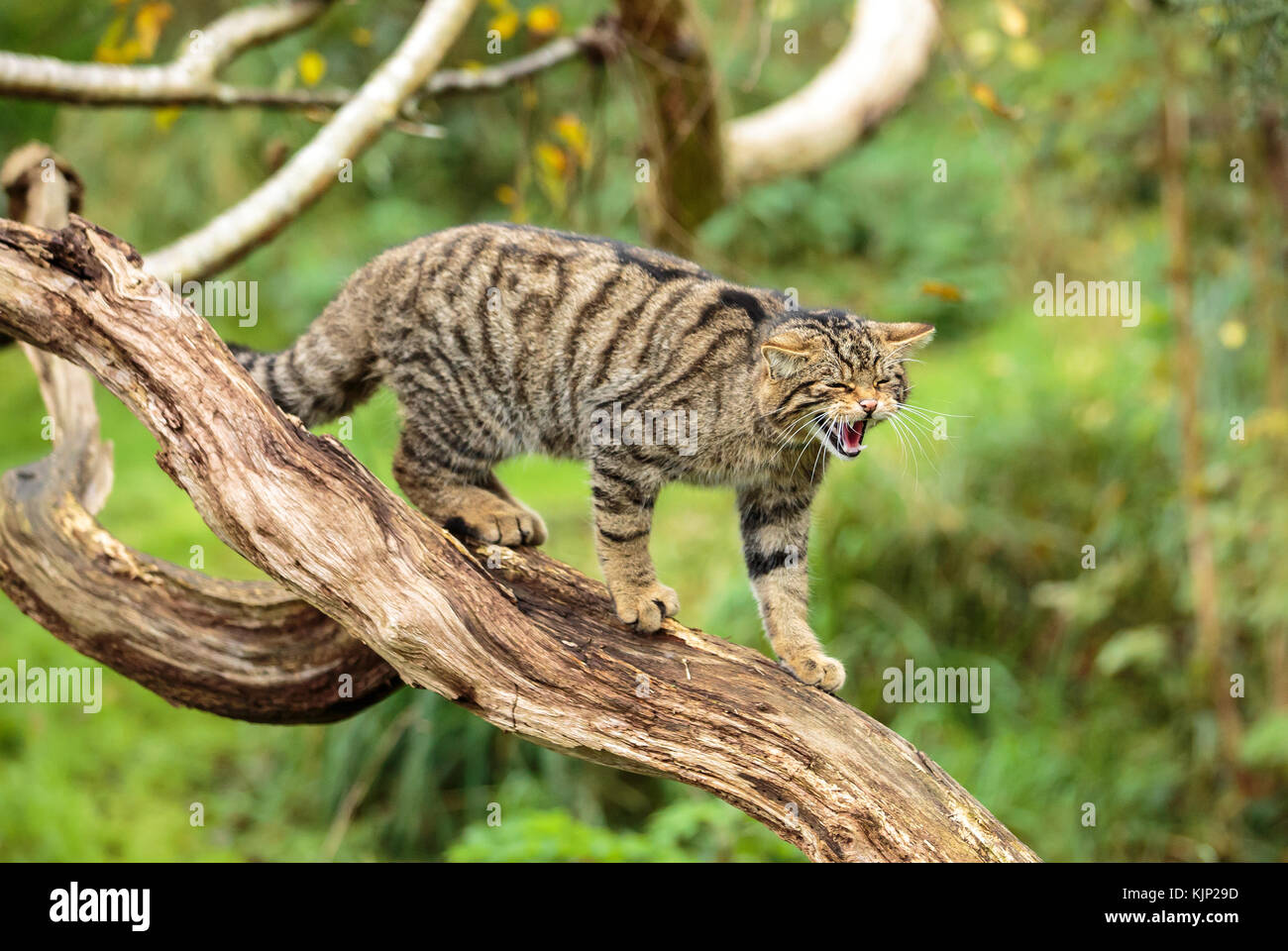 A Scottish Wildcat or Highlands Tiger Stock Photo - Alamy