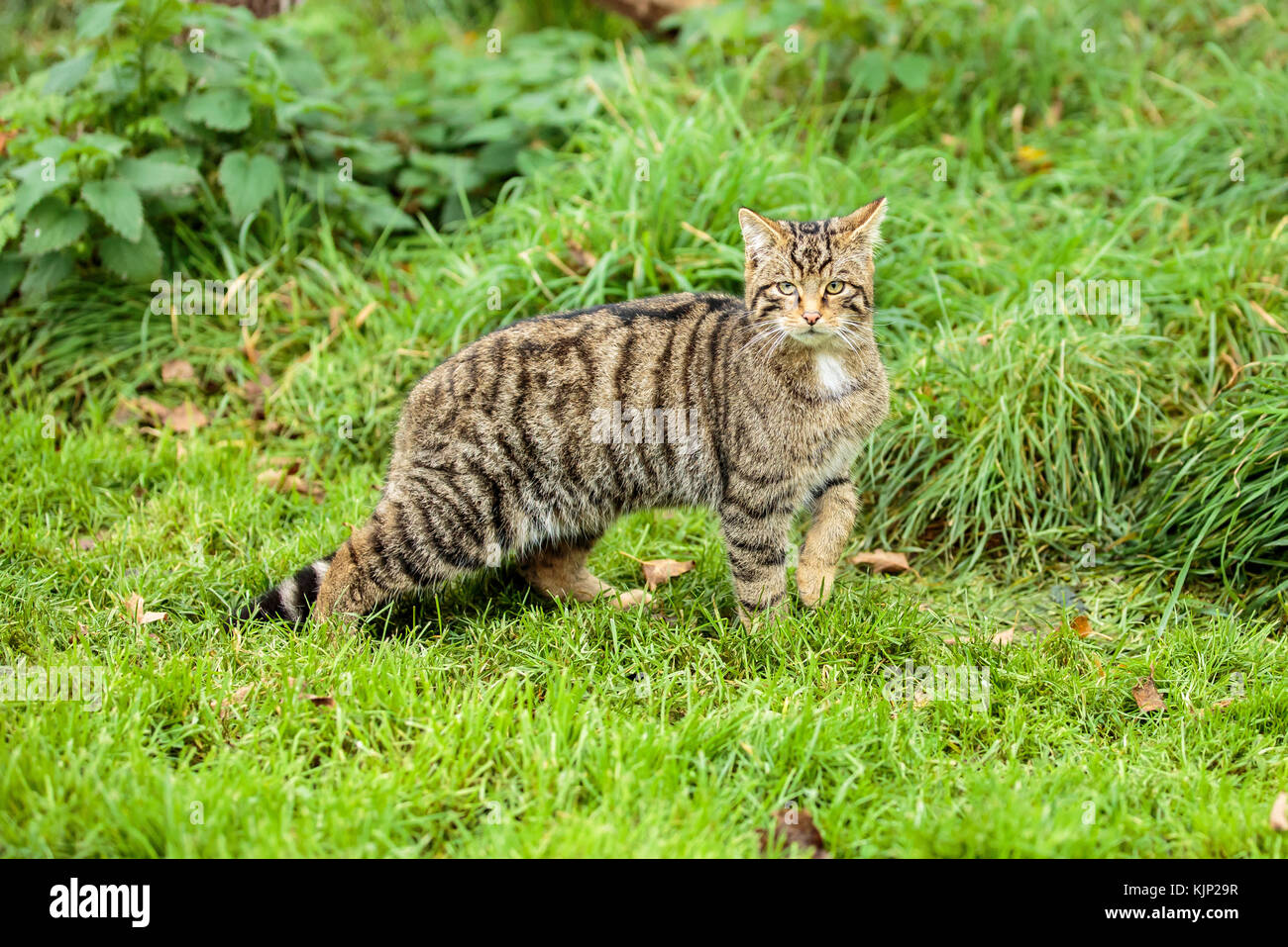 A Scottish Wildcat or Highlands Tiger Stock Photo - Alamy