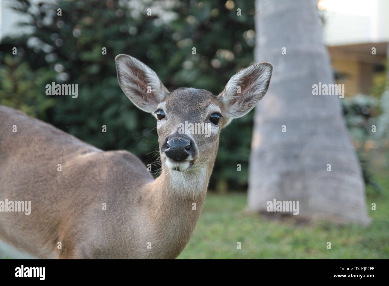 Key deer (Odocoileus virginianus clavium) portrait, Florida. Endangered ...