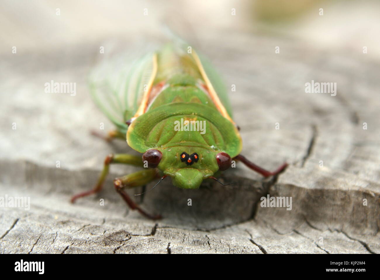 Green Grocer Cicada 'Cyclochila australasiae' close-up Stock Photo - Alamy