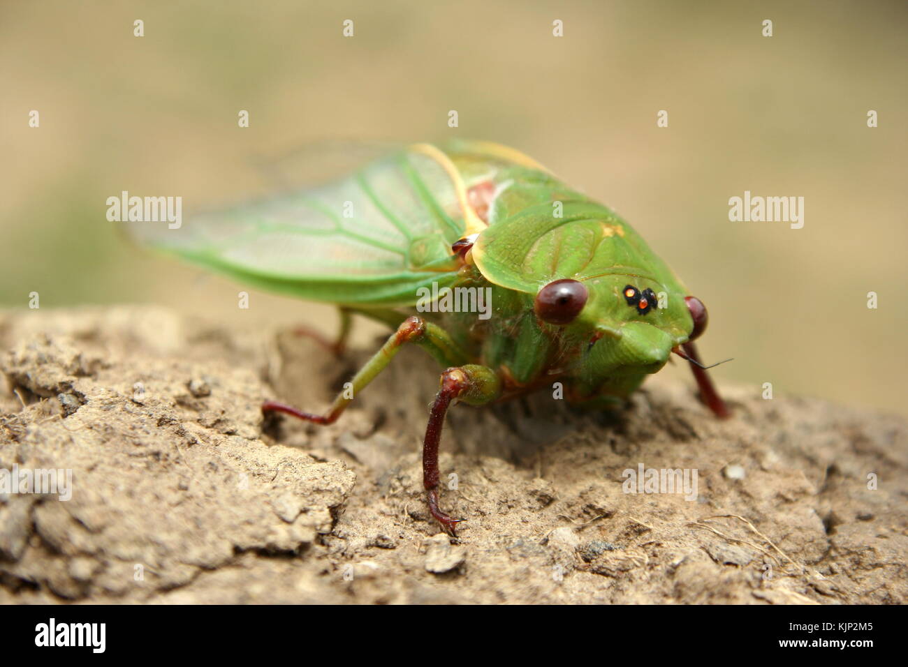 Green Grocer Cicada 'Cyclochila australasiae' macro Stock Photo - Alamy