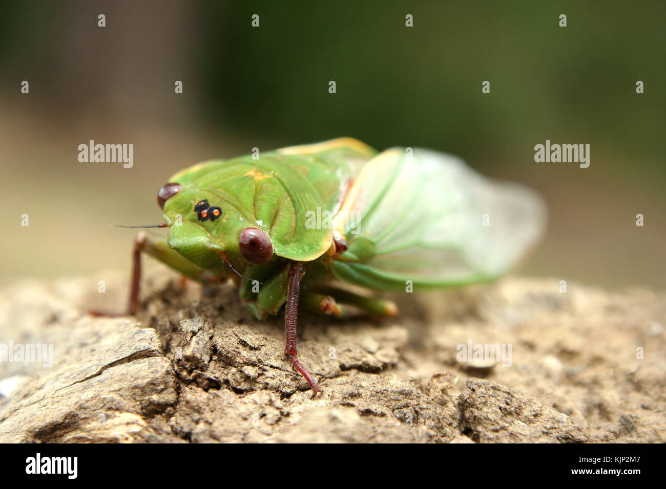 Cicada 'Cyclochila australasiae' Green Grocer Stock Photo - Alamy