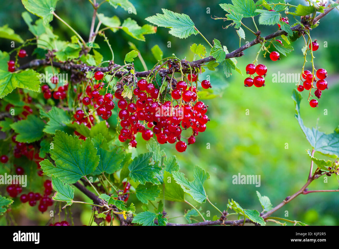 Branch of red currant bush heavy with ripe berries Stock Photo - Alamy