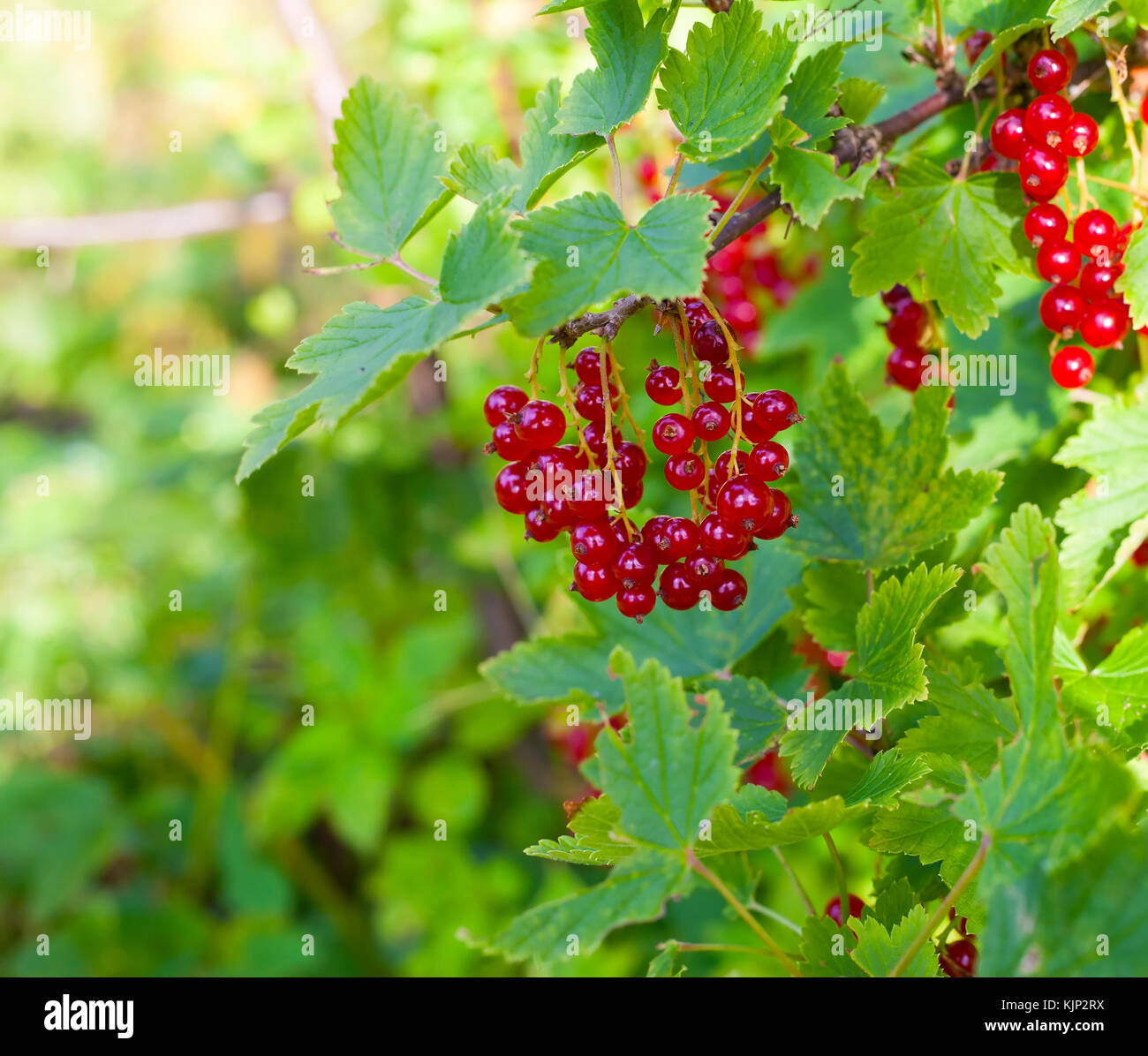 Bunch of red currant on the branch Stock Photo - Alamy