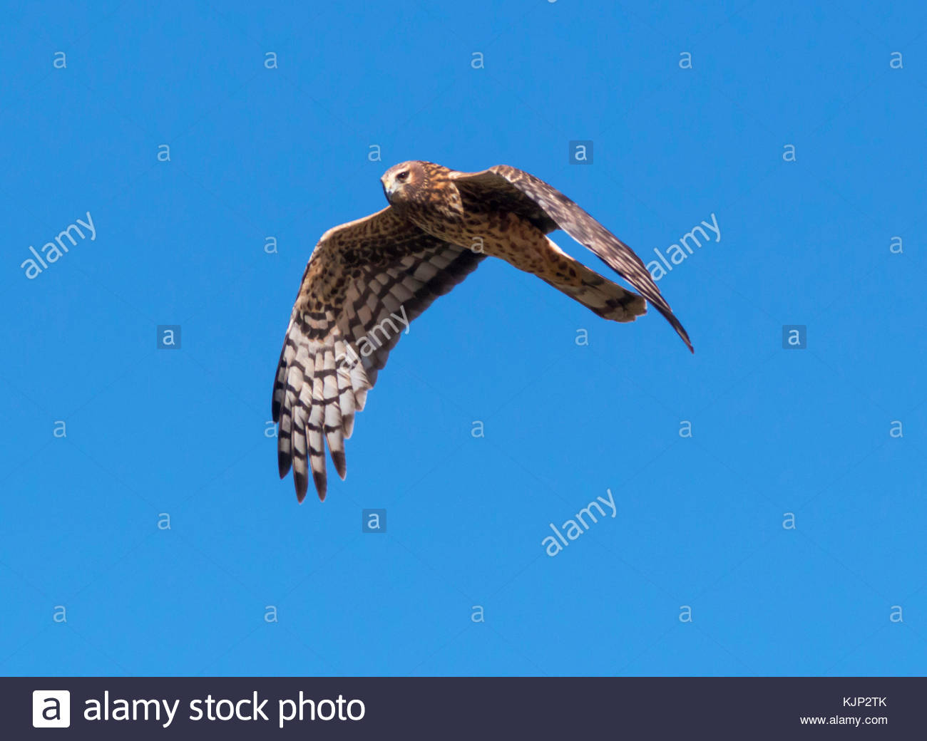 Female Marsh Hawk With Prey High Resolution Stock Photography and ...