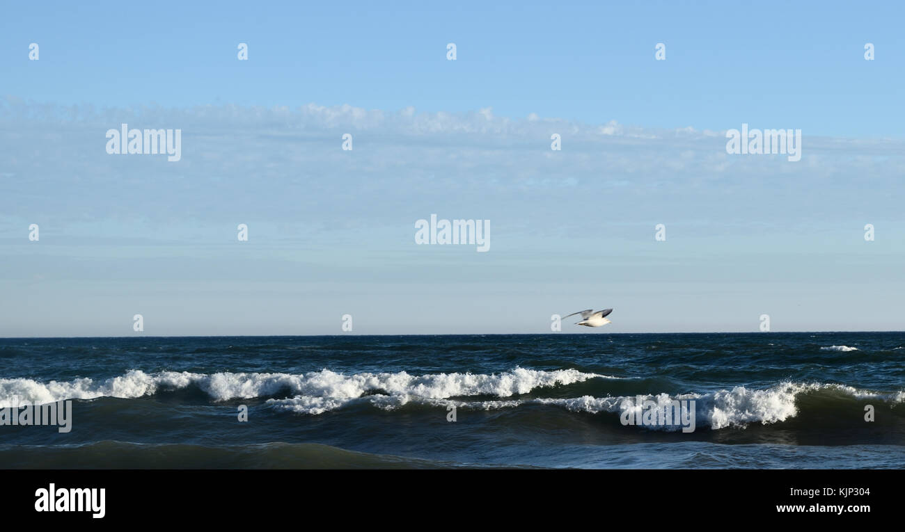 A bird flying over the Lake of Michigan Stock Photo - Alamy