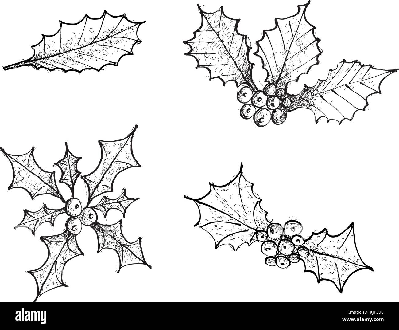 Illustration Hand Drawn Sketch Collection of Holly Berries and Leaves ...