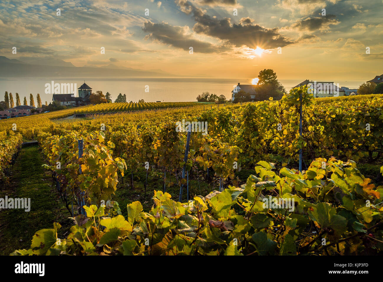 Sunset over geneva lake and vineyards in Lutry, close to Lausanne, with ...