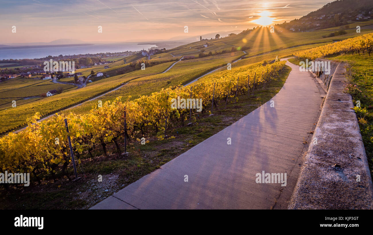 Panorama of vineyards and Geneva lake close to Aubonne in Switzerland ...