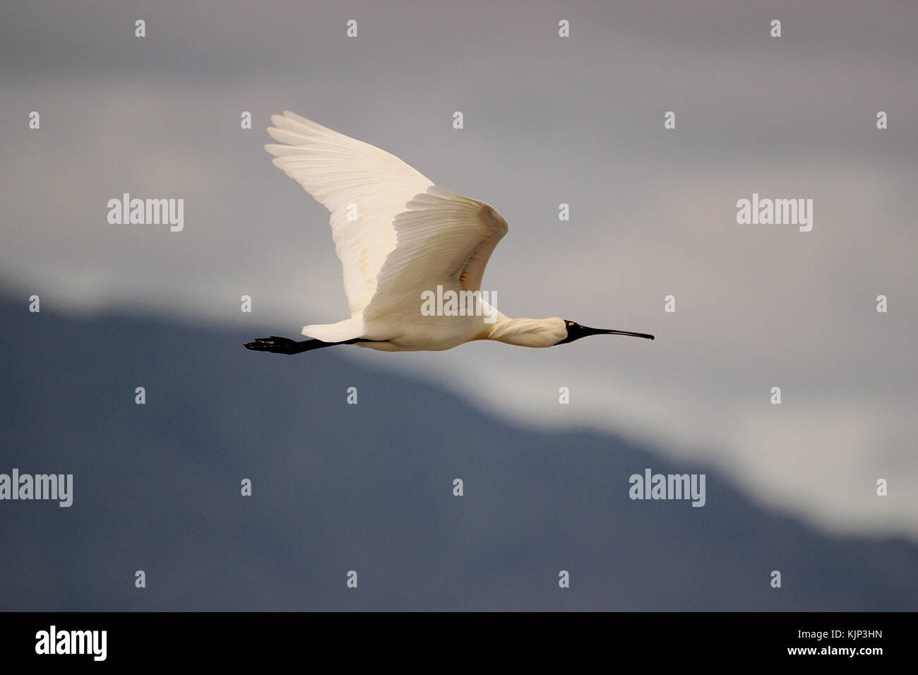 Coastal seabird waders Stock Photo - Alamy