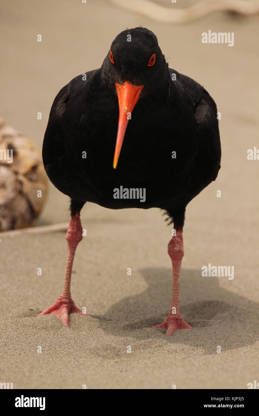 Coastal seabird waders Stock Photo - Alamy