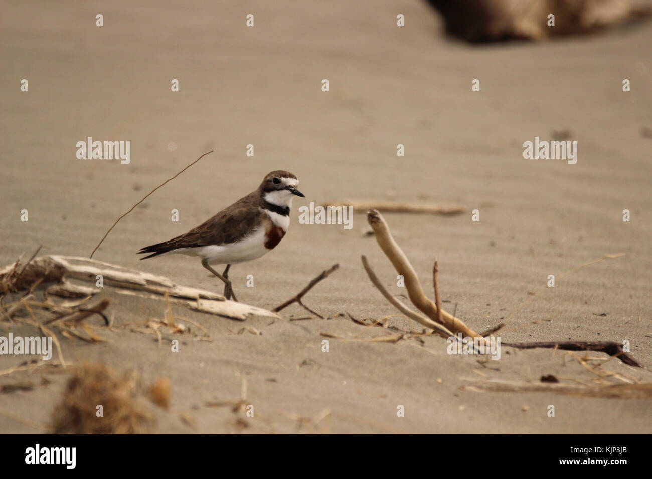 Coastal seabird waders Stock Photo - Alamy