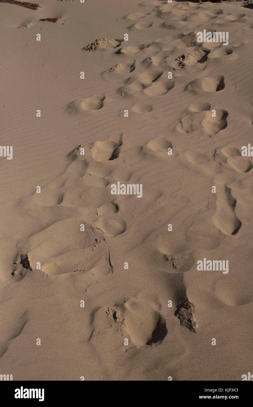 footprints in the sand at formby beach Stock Photo - Alamy
