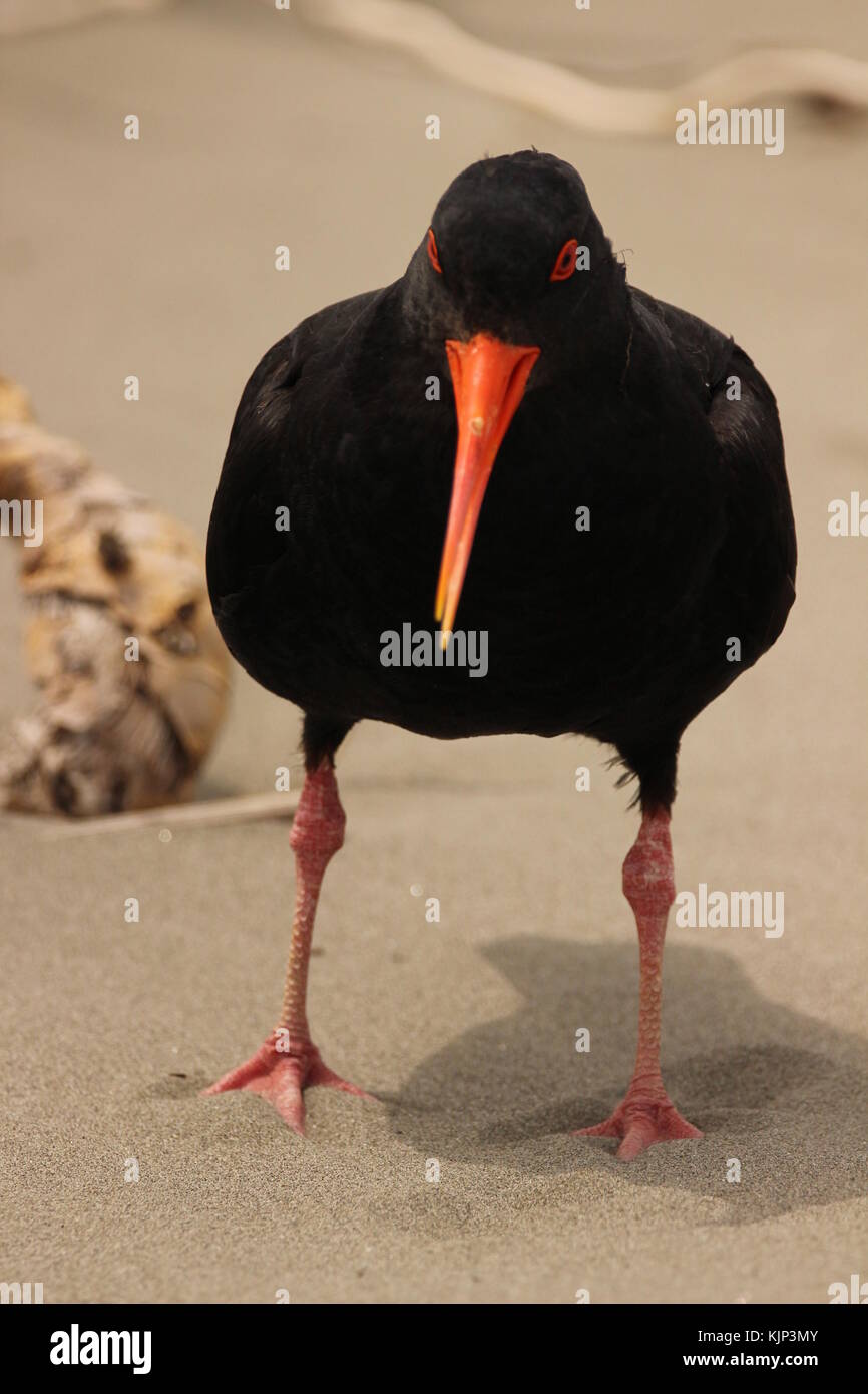 Coastal seabird waders Stock Photo - Alamy