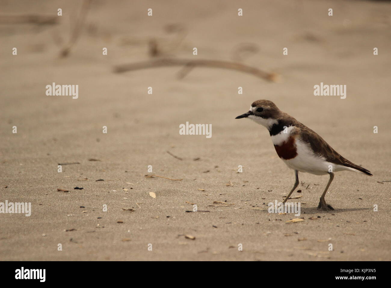 Coastal seabird hi-res stock photography and images - Alamy