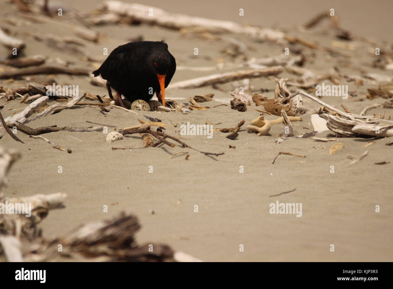 Coastal seabird waders Stock Photo - Alamy