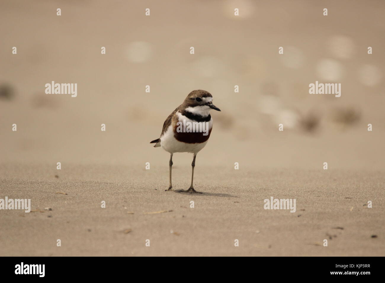 Coastal seabird waders Stock Photo - Alamy