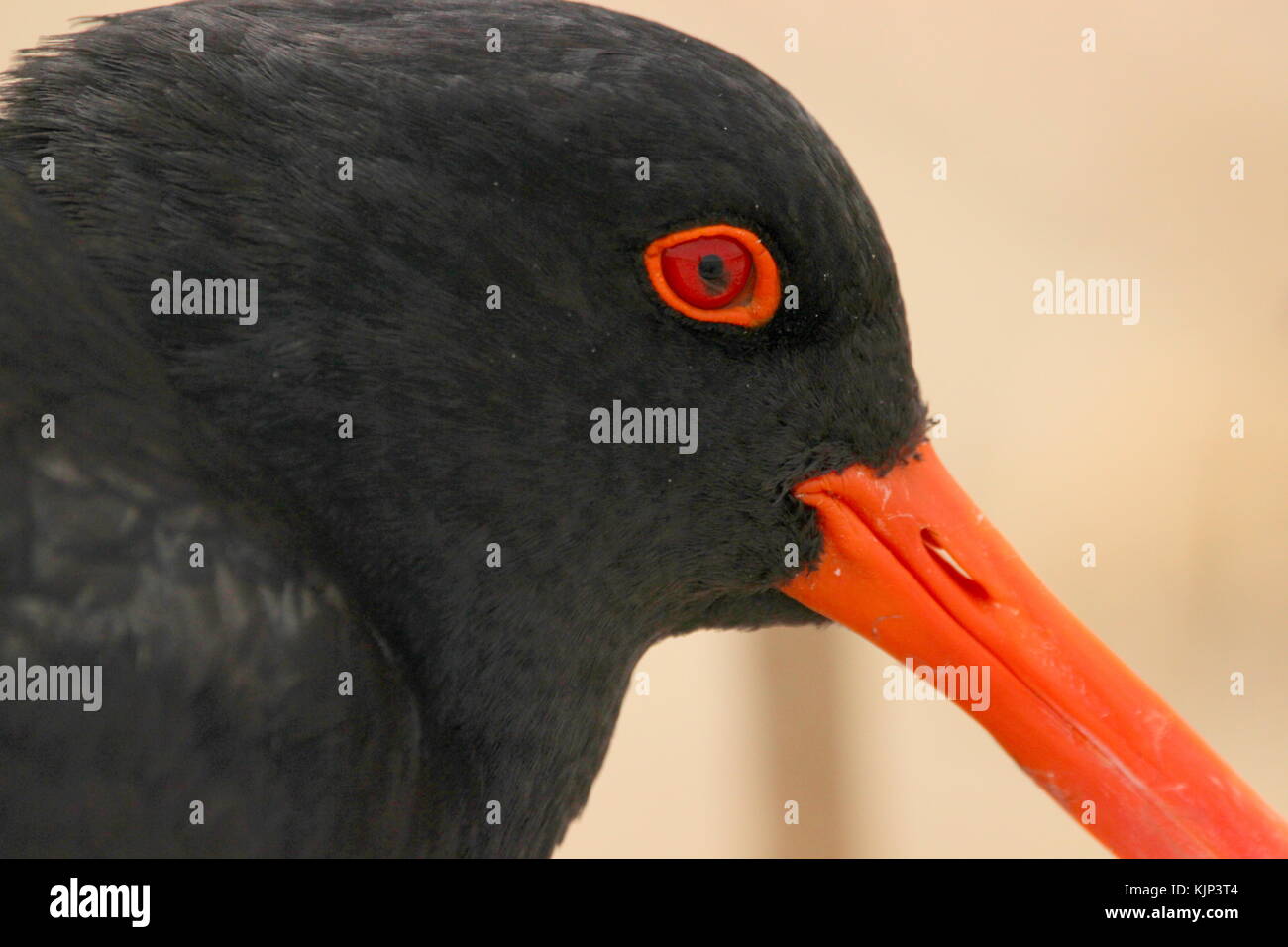Coastal seabird waders Stock Photo - Alamy