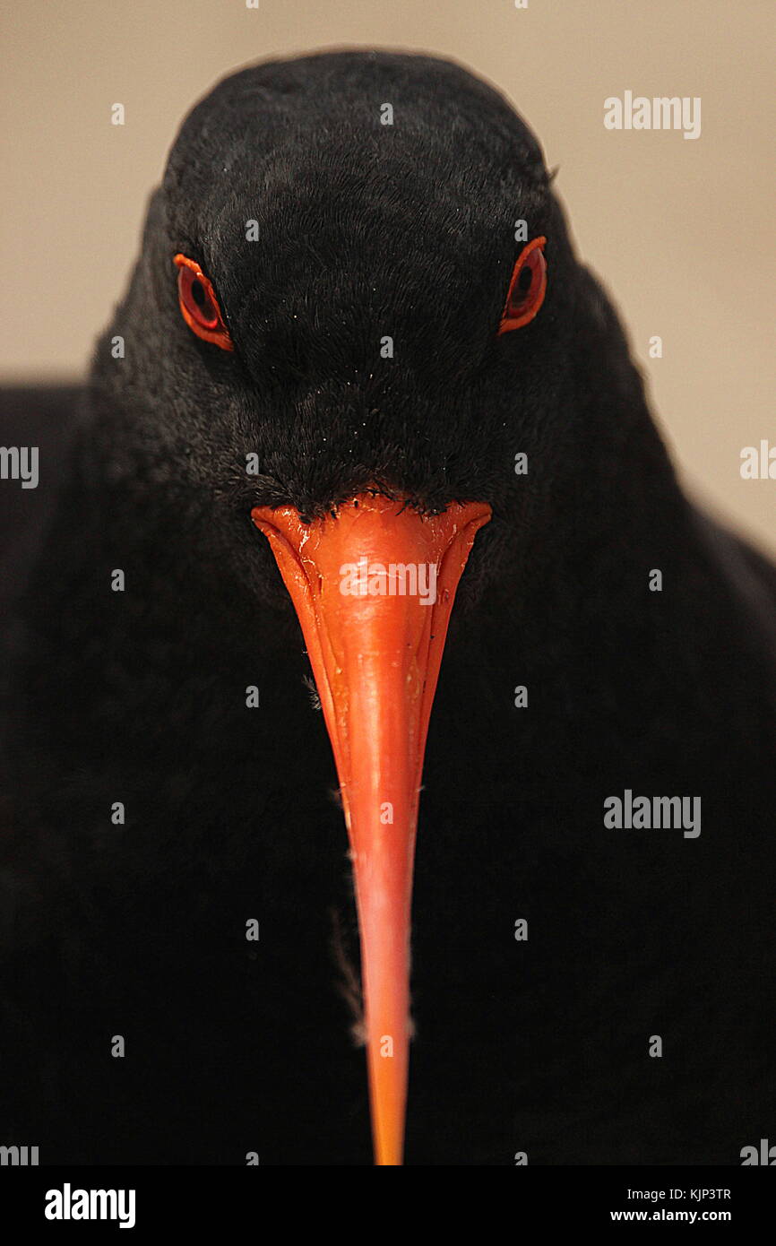 Coastal seabird waders Stock Photo - Alamy