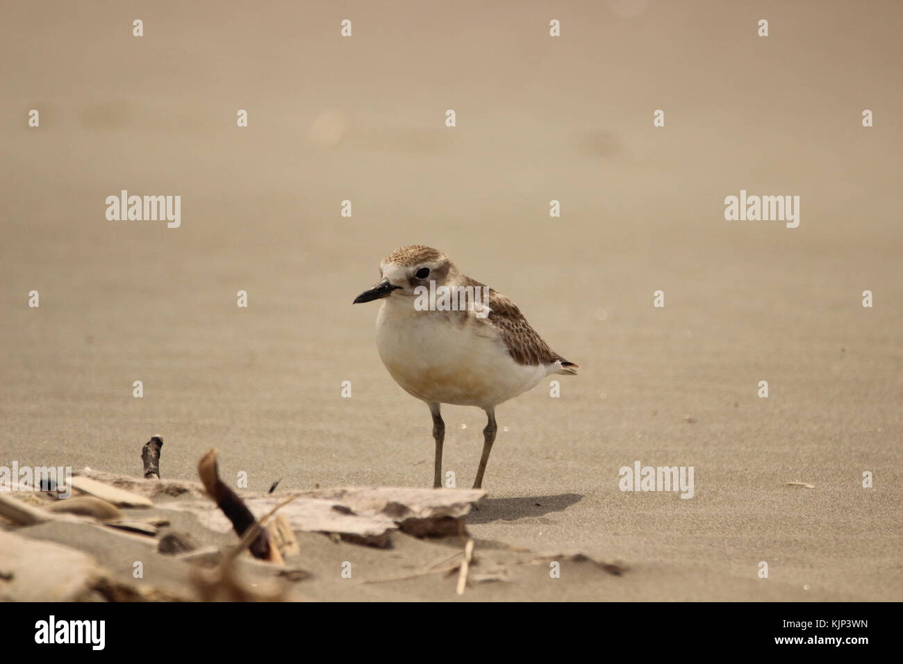 Coastal seabird waders Stock Photo - Alamy
