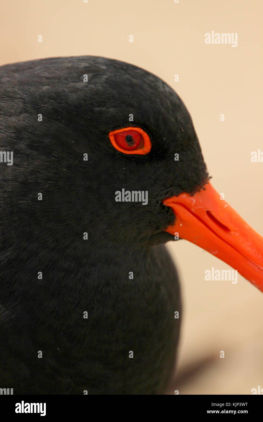 Coastal seabird waders Stock Photo - Alamy