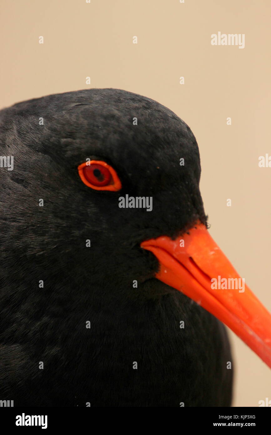 Coastal seabird waders Stock Photo - Alamy