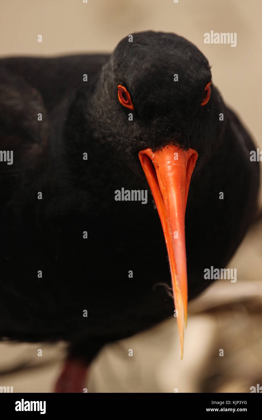 Coastal seabird waders Stock Photo - Alamy