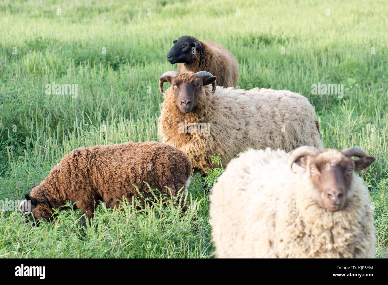 Shetland Ram Surrounded by other Shetland and Finn Sheep Stock Photo ...