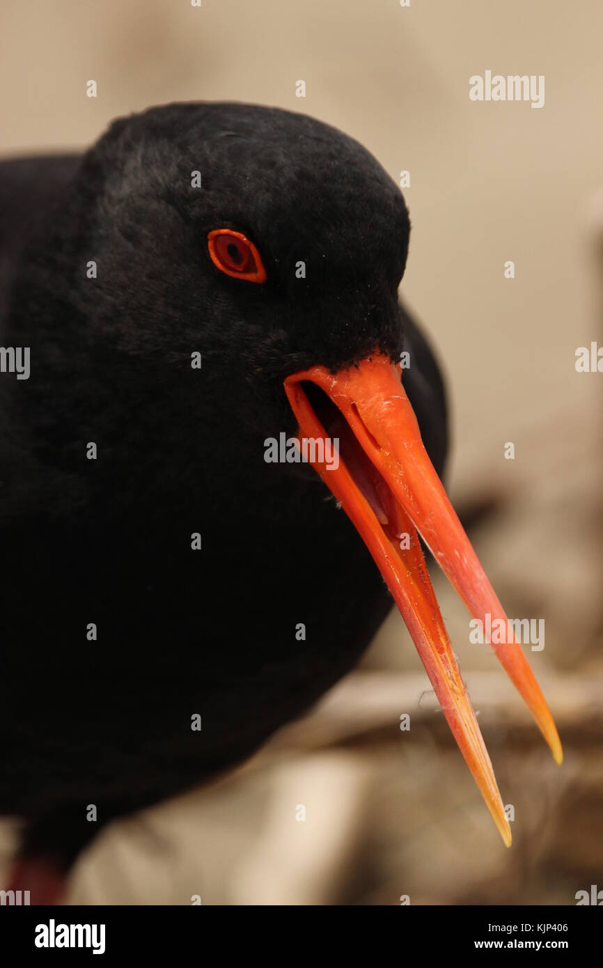 Coastal seabird waders Stock Photo - Alamy