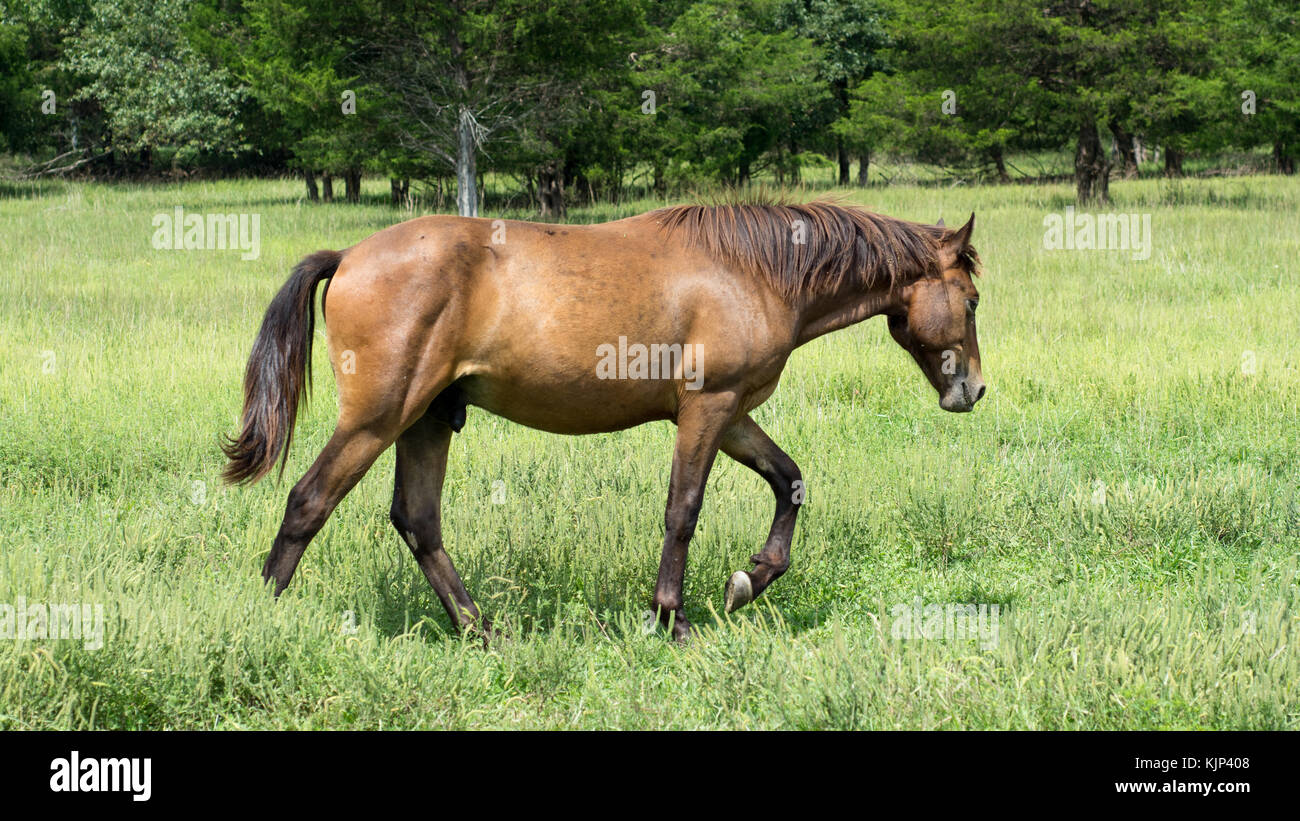 Horse walking profile hi-res stock photography and images - Alamy