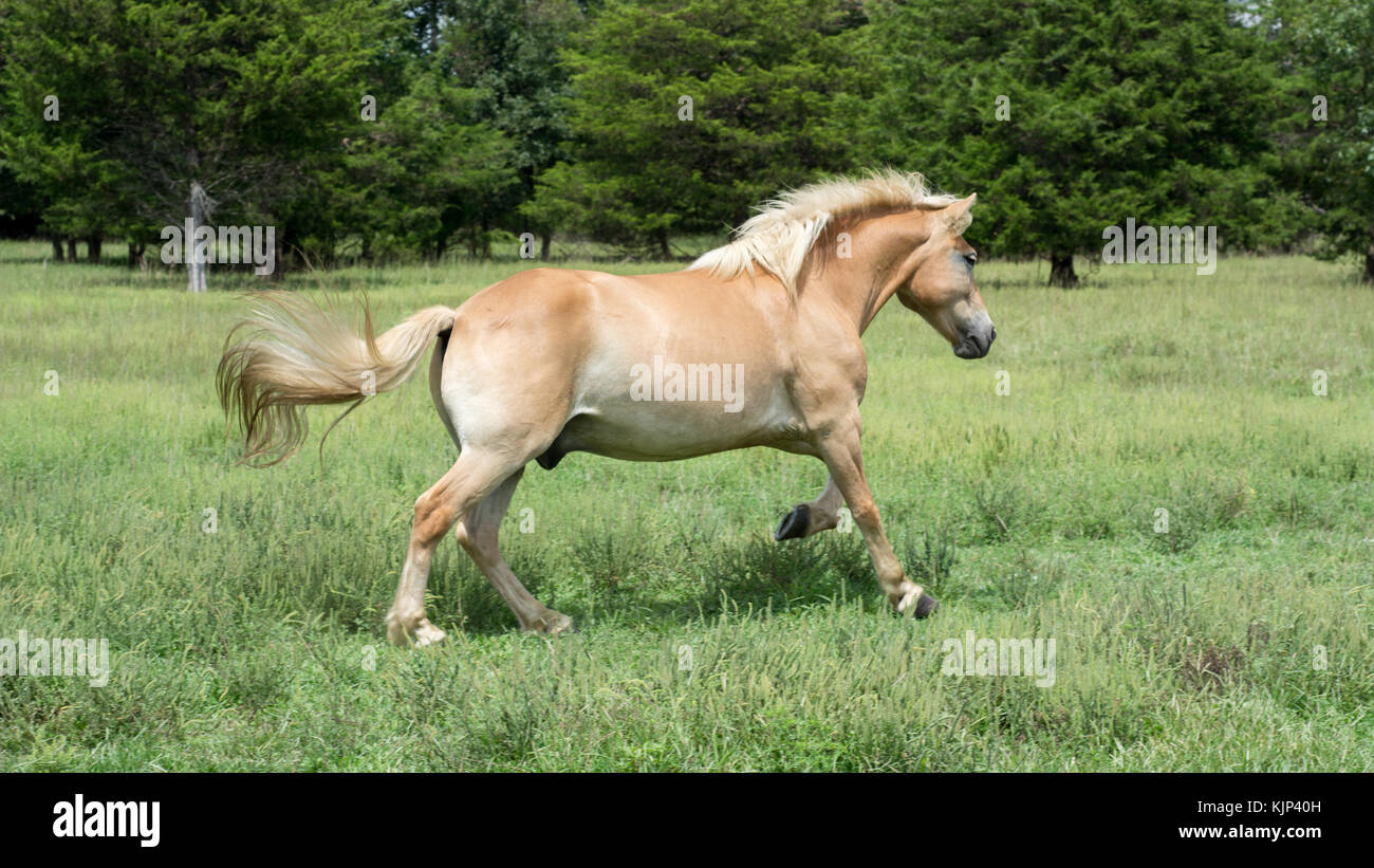 Halflinger hi-res stock photography and images - Alamy