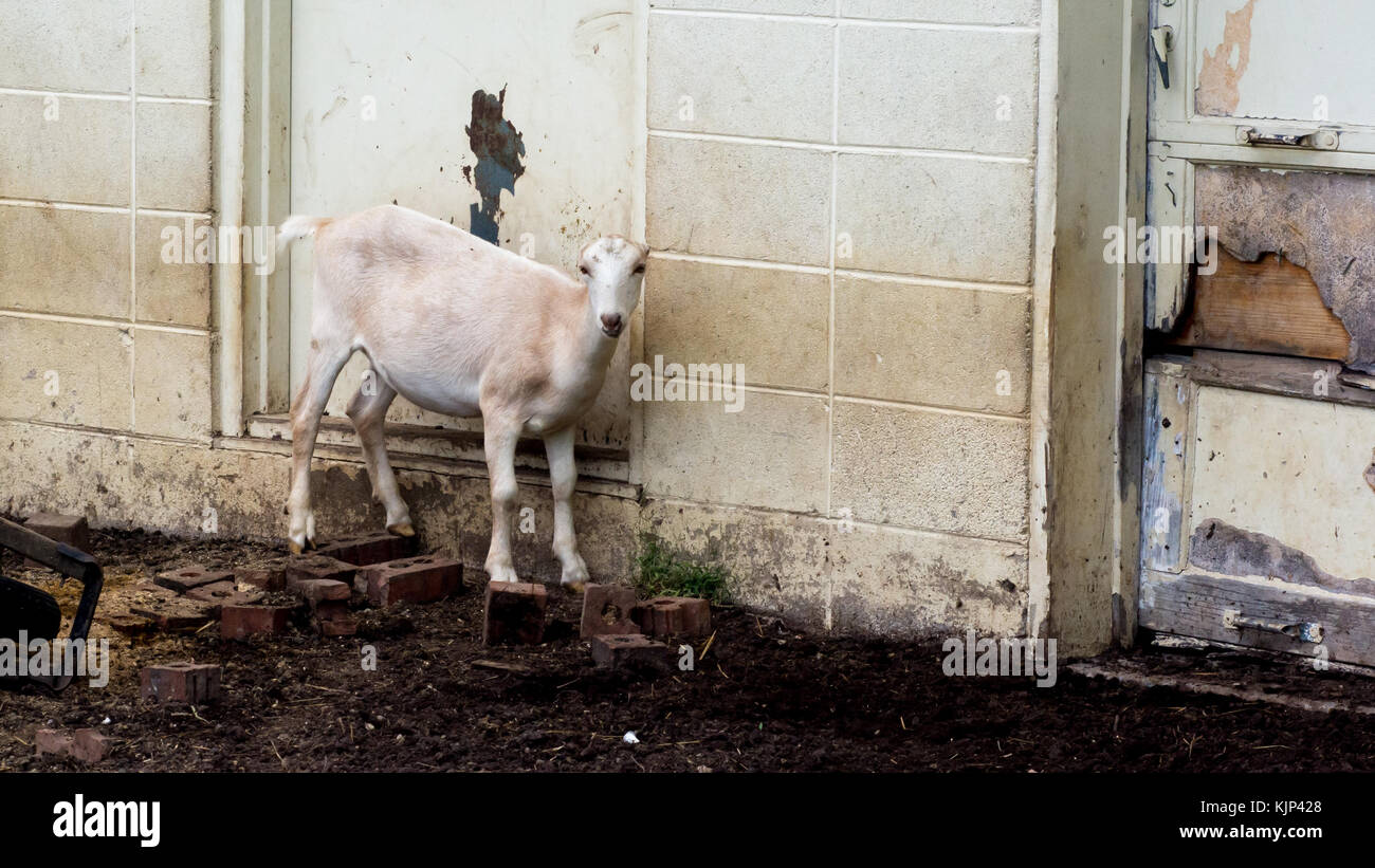 Agriculture animal goat hi-res stock photography and images - Alamy