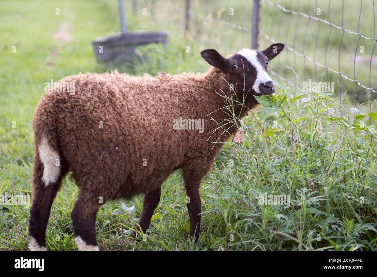Grass finn hi-res stock photography and images - Alamy